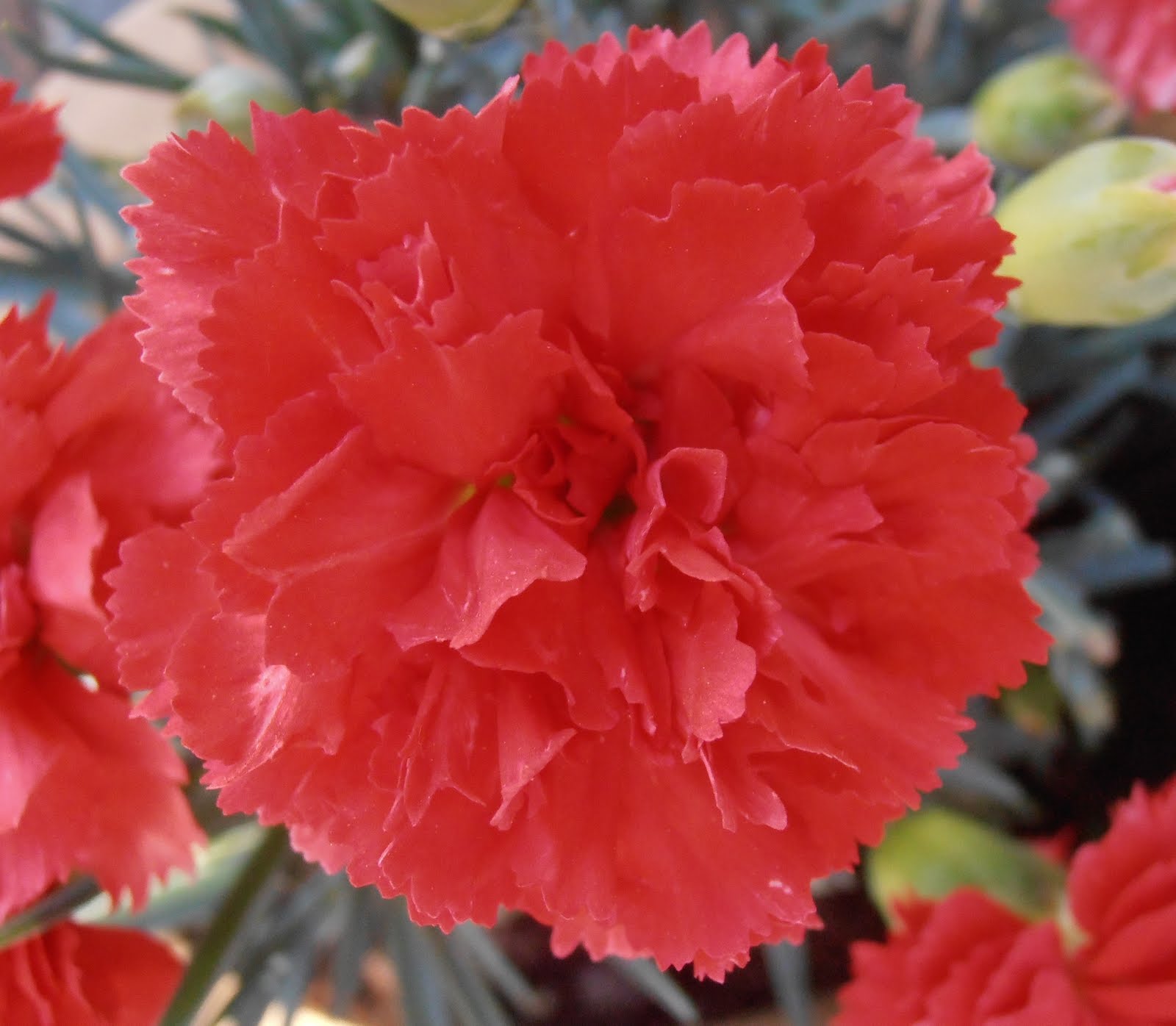 En macetas: Claveles