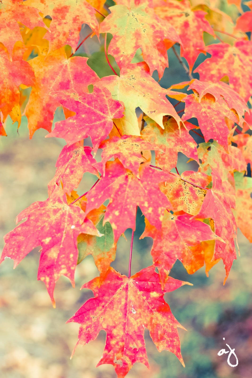 Amber Jordan Photography: Georgia Autumn