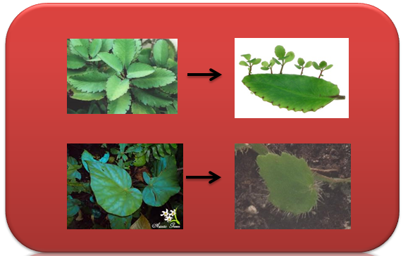 Life Processes of Plant