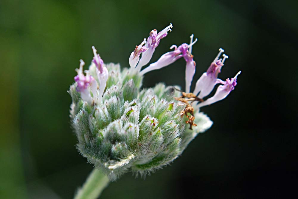 Space Coast Wildflowers: Tosohatchee WMA, October 2, 2011