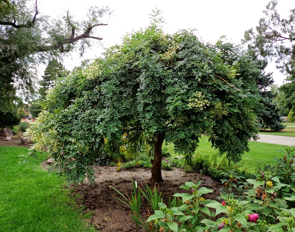 Prairiebreak: The resonant velvety harmony of plant collections