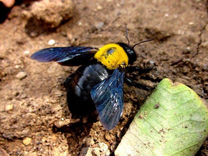 Biodiversity of Cyprus by NGO Protection of the Natural Heritage and ...