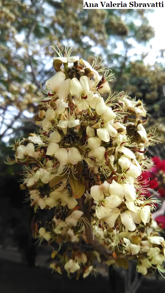 Viveiro Ciprest - Plantas Nativas e Exóticas: Amburana ou Cerejeira da ...