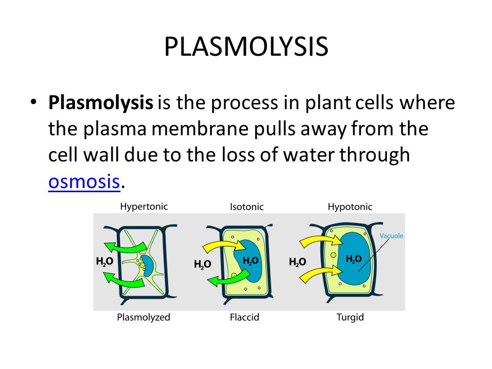 Grade 9: Sem 1 Chapter3Movement of substances in and out of cells