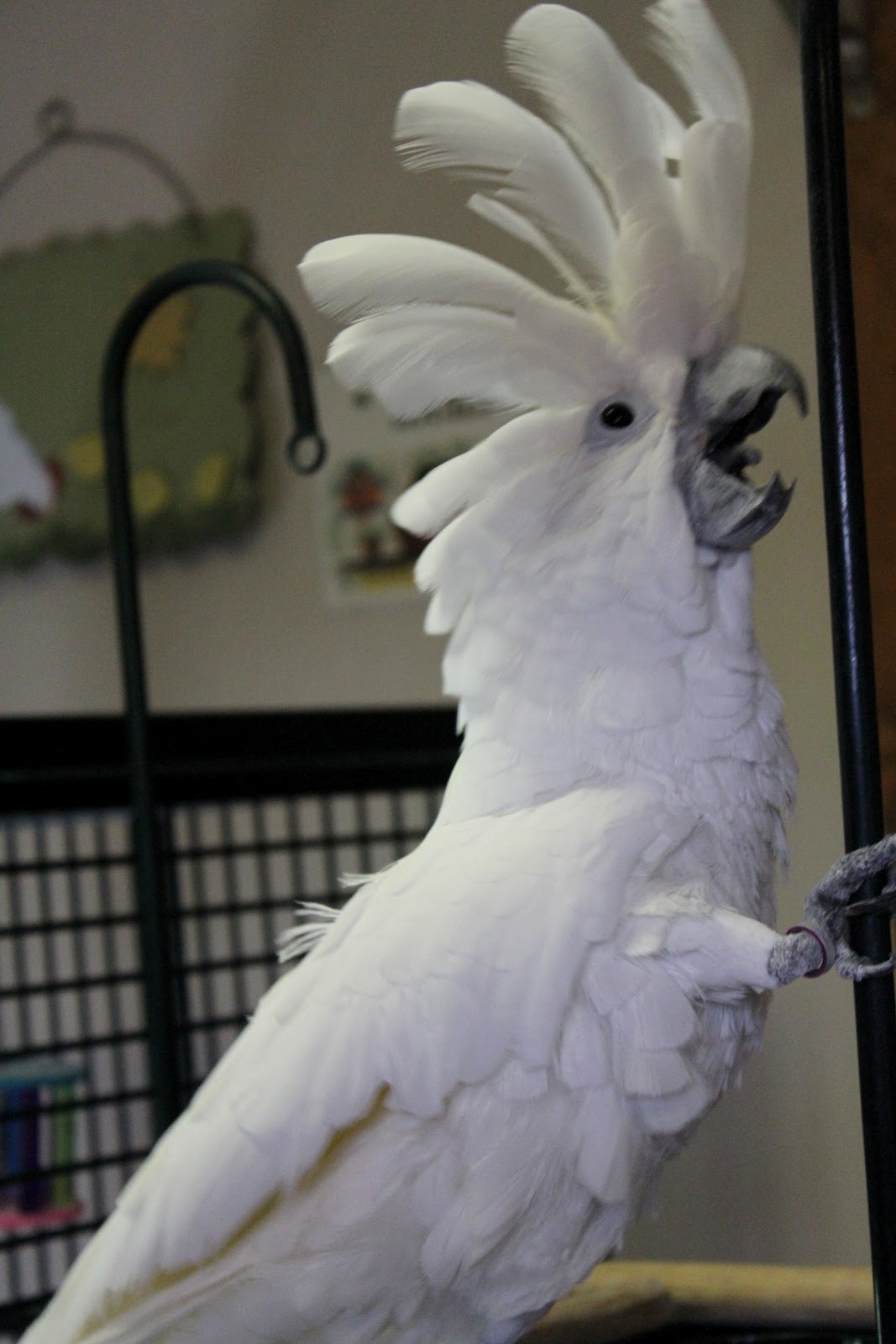 Crazy & Crooked: I photographed a Cockatoo and lived to tell the story