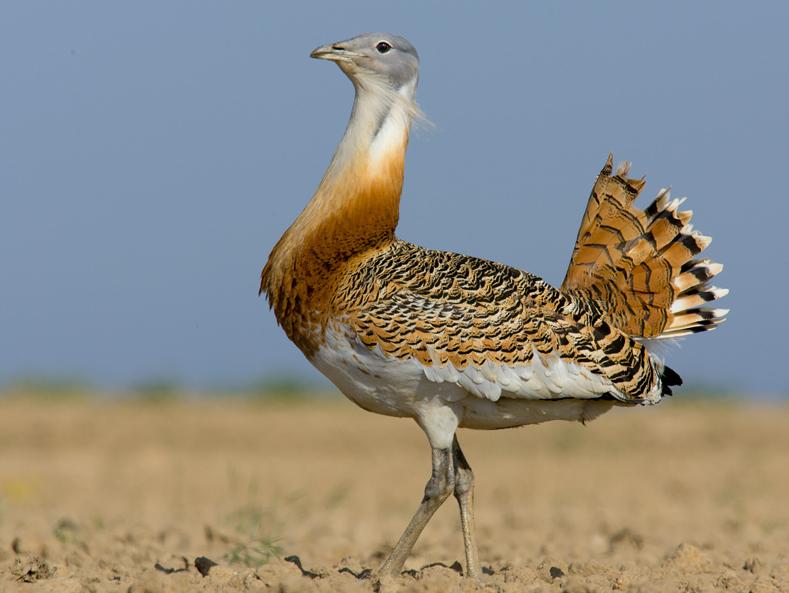 Mughal Birds: Great bustard Bird