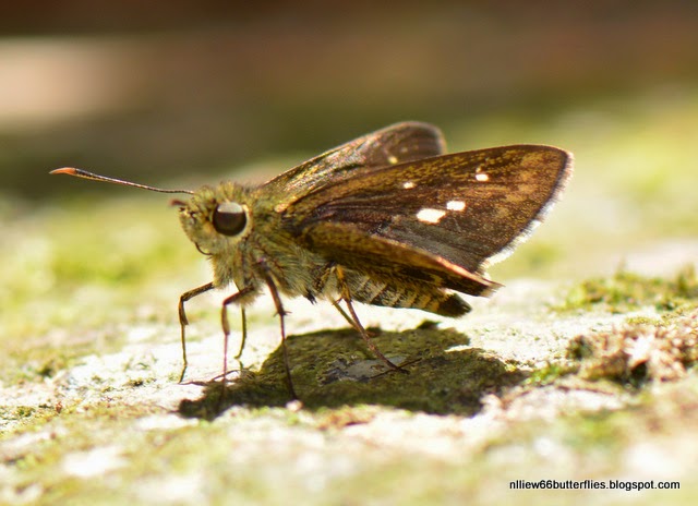 Halpe homolea ?- Id help please