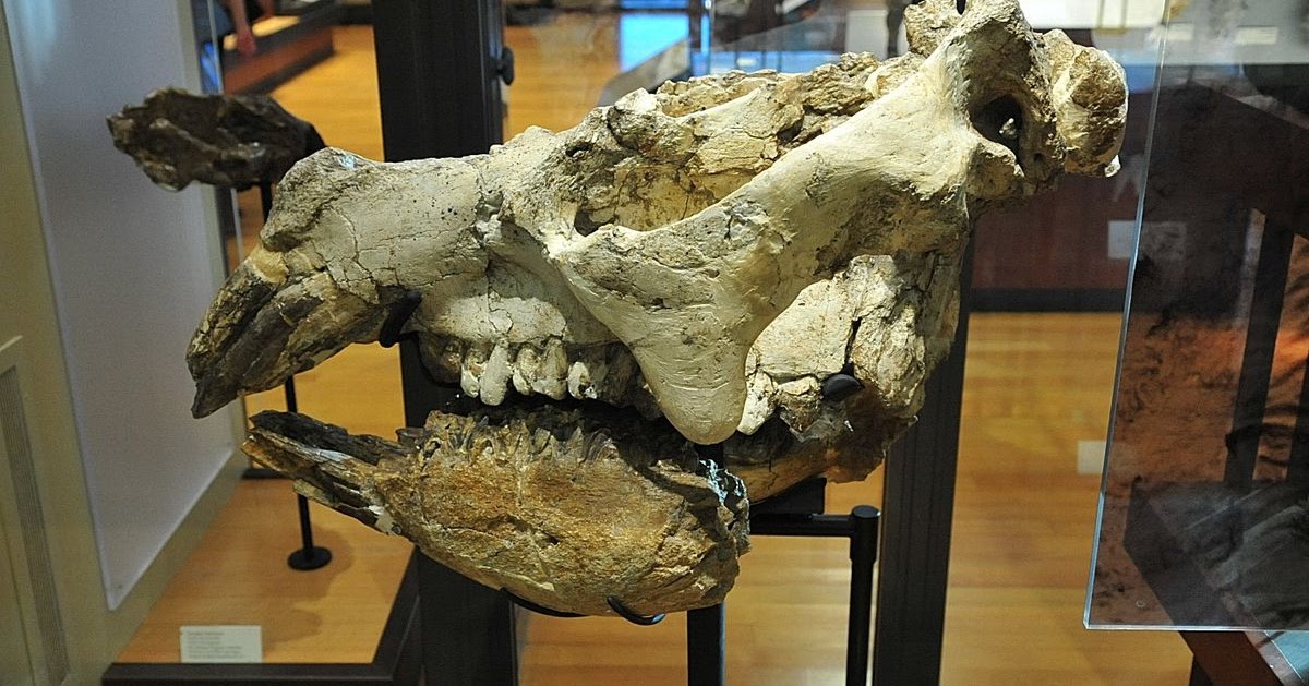 Extinct Animal of the Week: Pyrotherium's Head