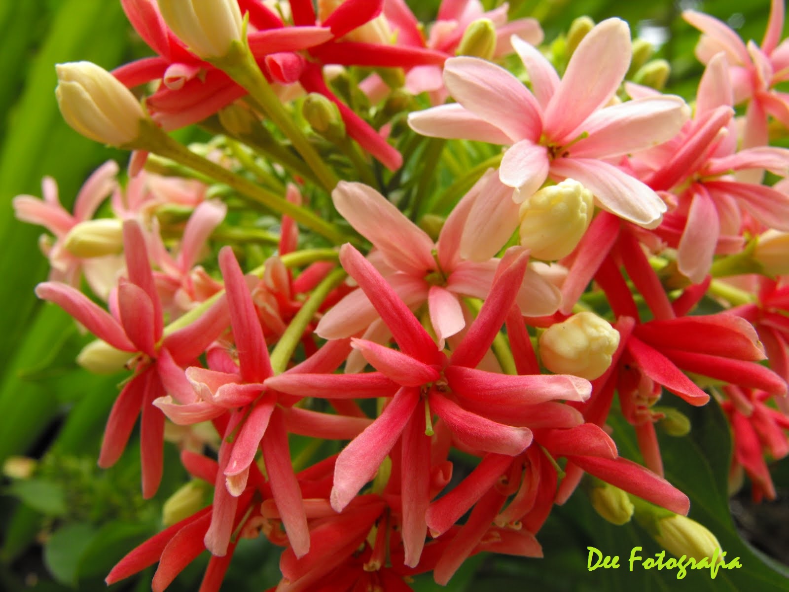 Niyog Niyogan Health Benefits