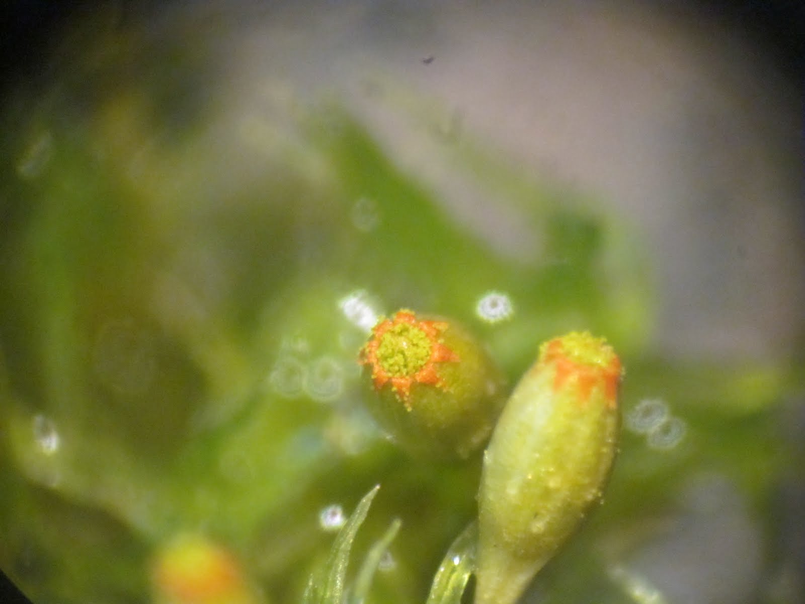 Botanizing: Bryophyta aka "Mosses"