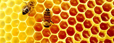 Sarang Lebah