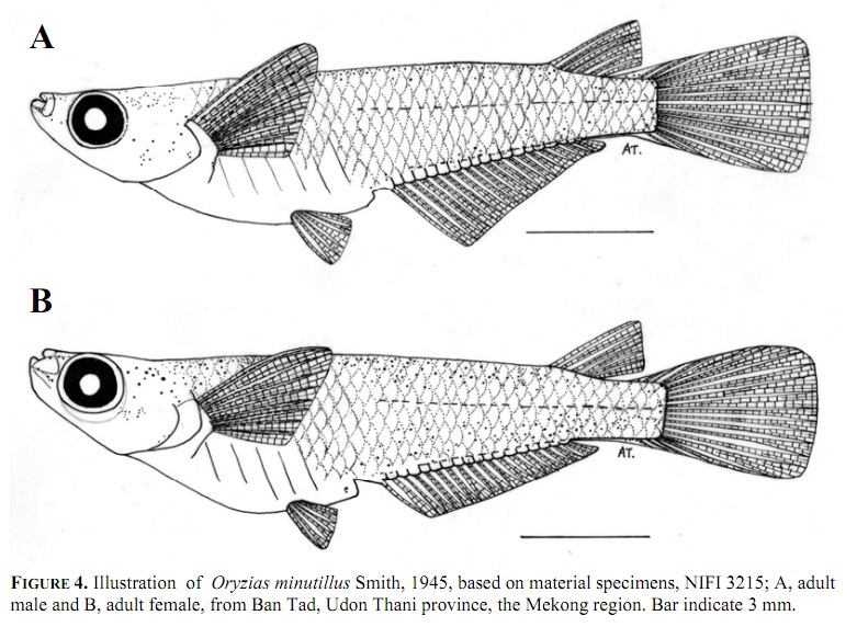 Species New to Science: [Ichthyology • 2009] A revised taxonomic ...