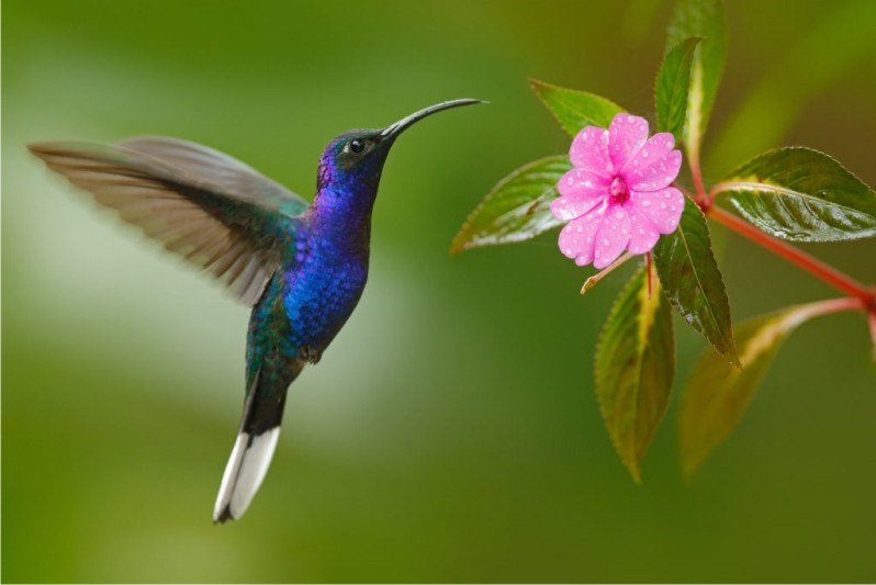 LEYENDA MAYA DEL COLIBRÍ