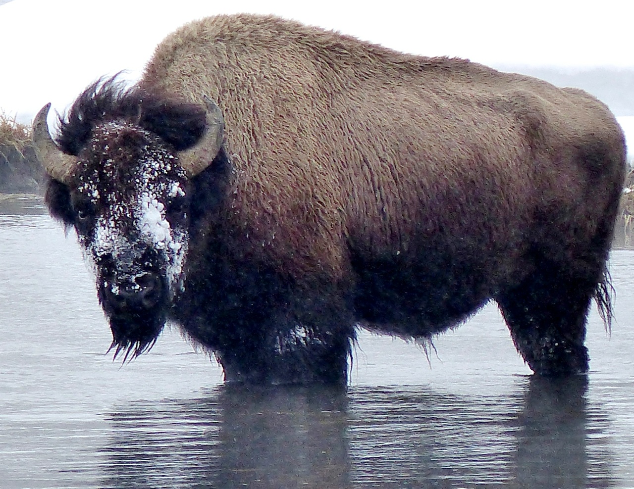 Rick Lamplugh: Native American Views of Yellowstone's Bison Hunt