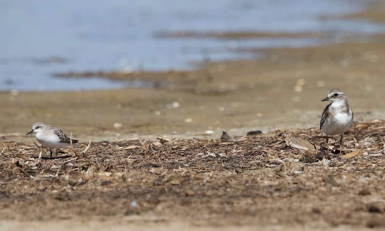 Avithera: Lesser Sand Plover
