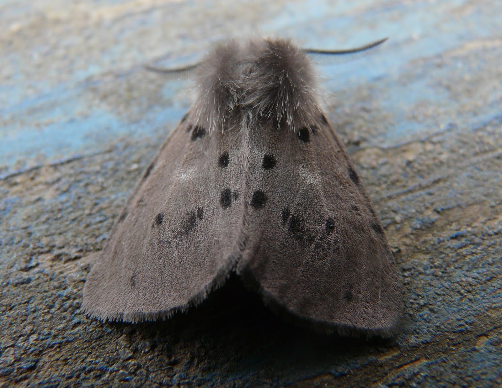 birdingexmouth: Moths