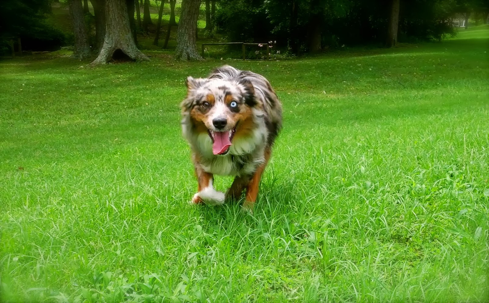 Raising a Mini Aussie: Mini Aussie Coat: Transitions, Maintenance, & Feel
