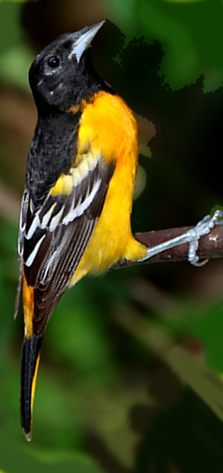 Aves en El Salvador: CHILTOTAS