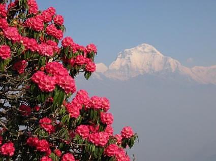 Rhododendron (National flower of Nepal) flowers flowers