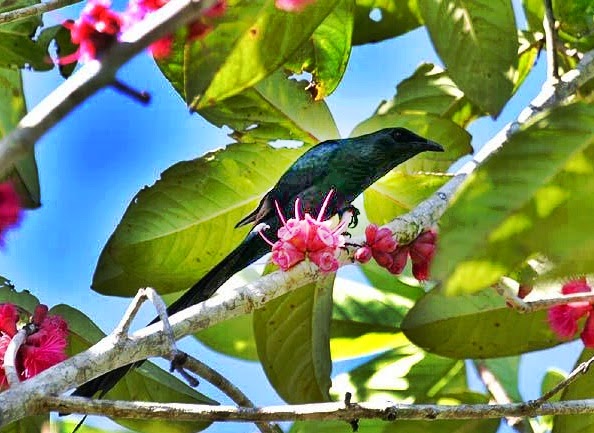 Mengenal Burung Perling Ekor Panjang - Kenariku