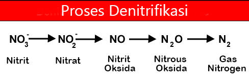 Siklus Daur Nitrogen - Generasi Biologi