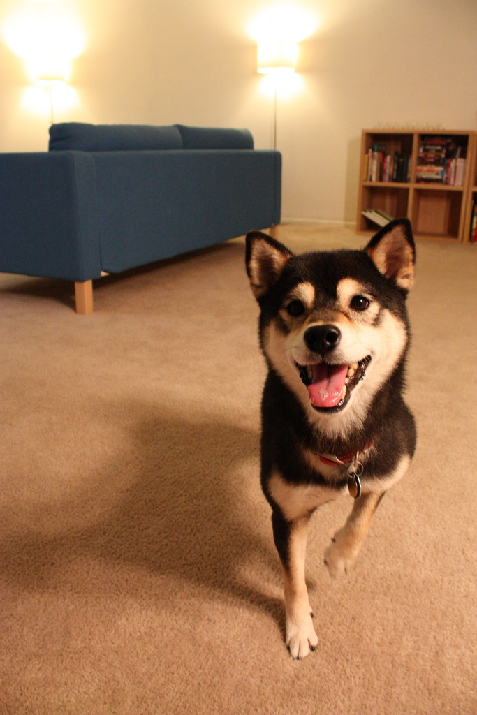 Strawberry Fields Whatever: Thing of the Week: Tsuki the Shiba Inu ...