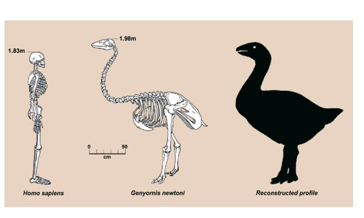 thefuzzysasquatch: The other Megafaunal Extinction: The peopling of ...