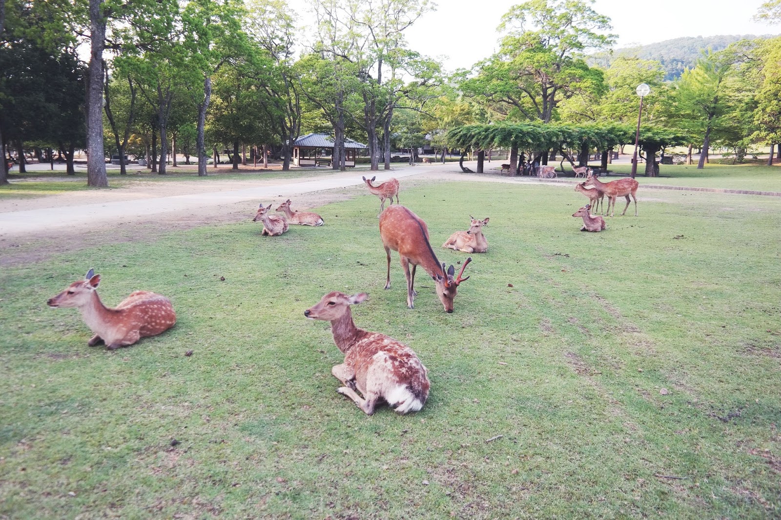 Photo Diary: Nara Deer Park, Kyoto — The Good Weekender