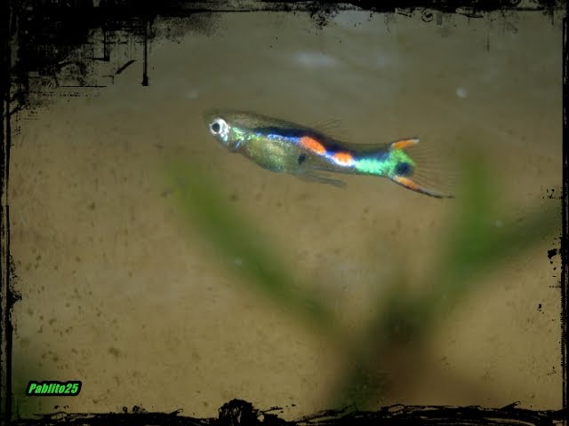 Pablito25: Endlers Common Peacock