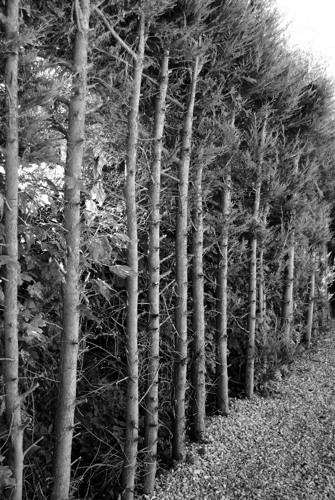 Art Of Photography- Learning Log: Rhythm and Pattern