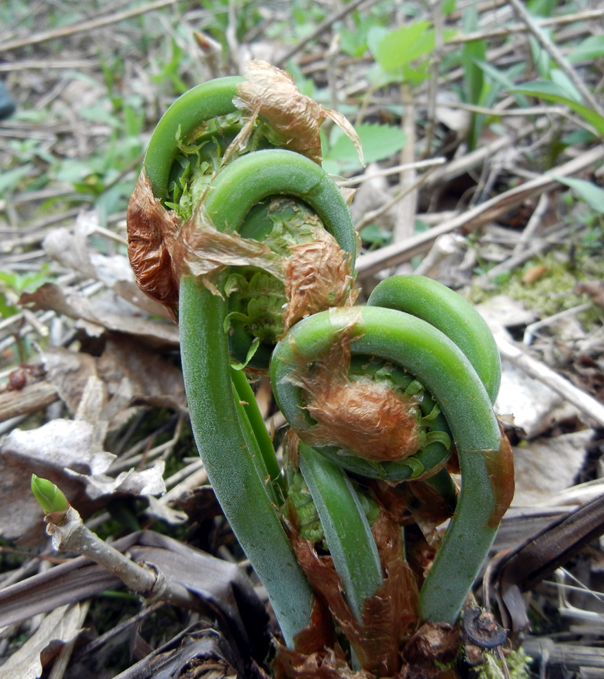 Ronna's Blog: Fiddlehead time is finally here!