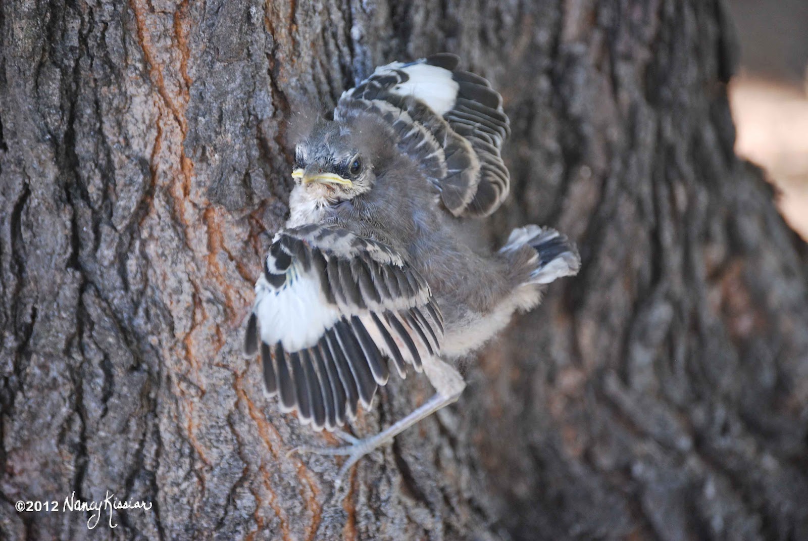 Wild About Texas: Time to Fly Away...The Baby Mockingbirds Spread Their ...