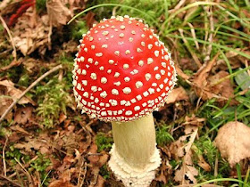 AccessJ: 5 Types of Poisonous Japanese Wild Mushroom