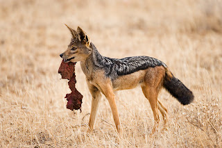 Conservation Biology: Jackal