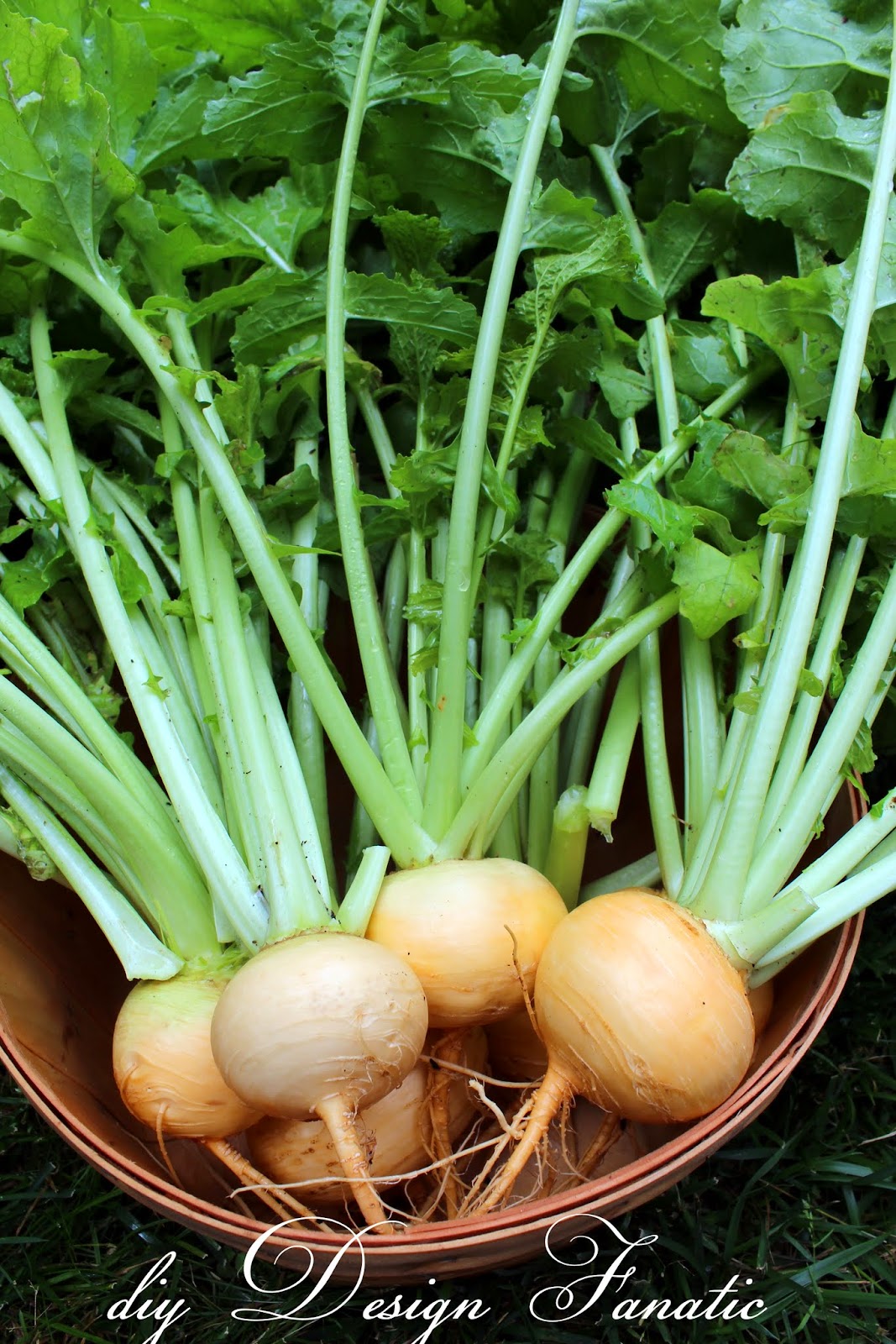 I haven't ever tasted a turnip before and have no idea what to do with ...