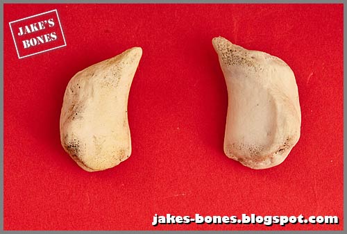 The puzzle of the three-legged deer : Jake's Bones
