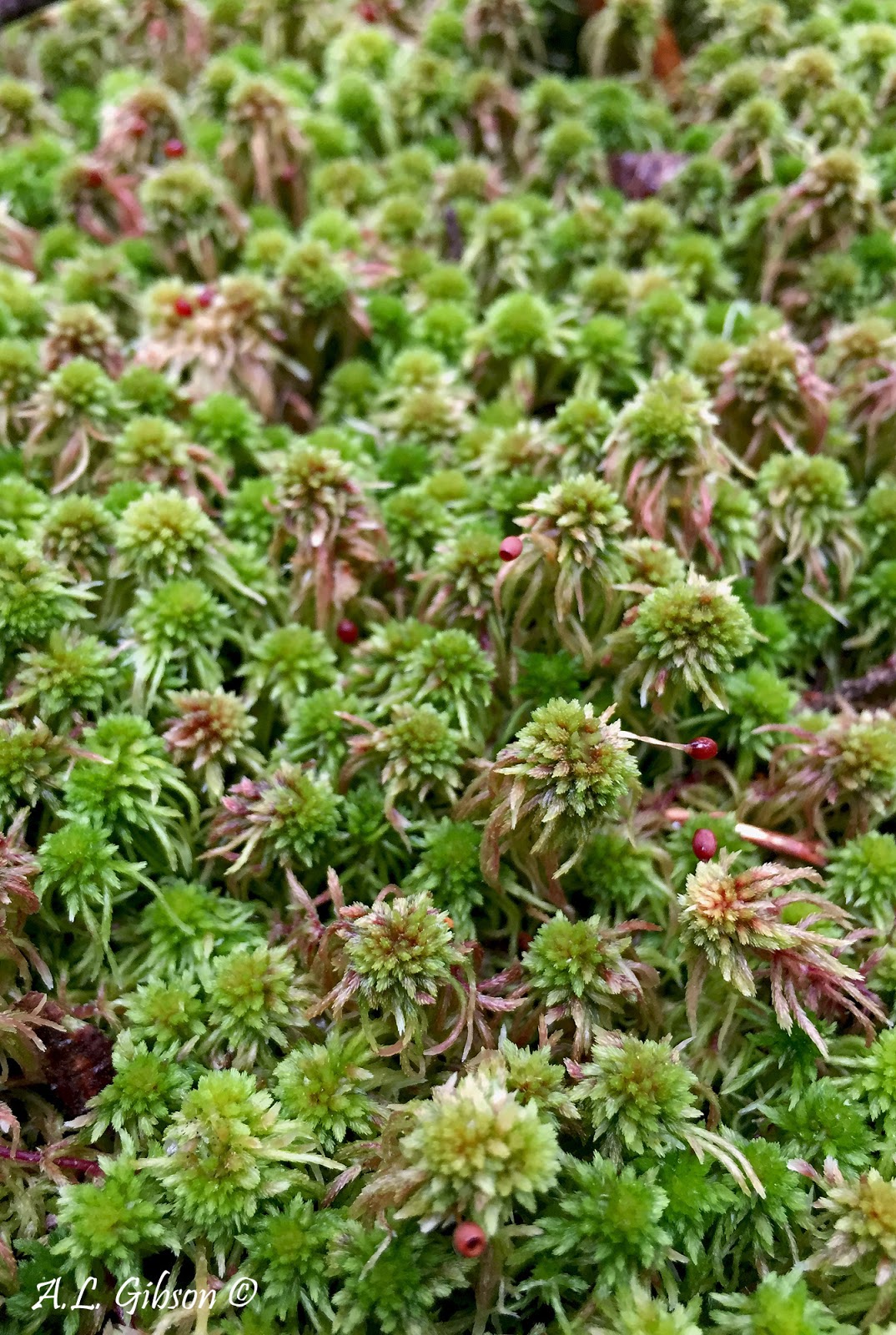 The Buckeye Botanist: Memorial Day Weekend in Wild and Wonderful West ...