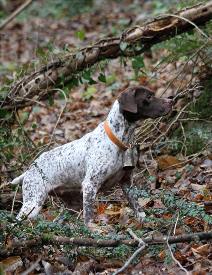BRACO FRANCÉS DE BELBOX: julio 2018