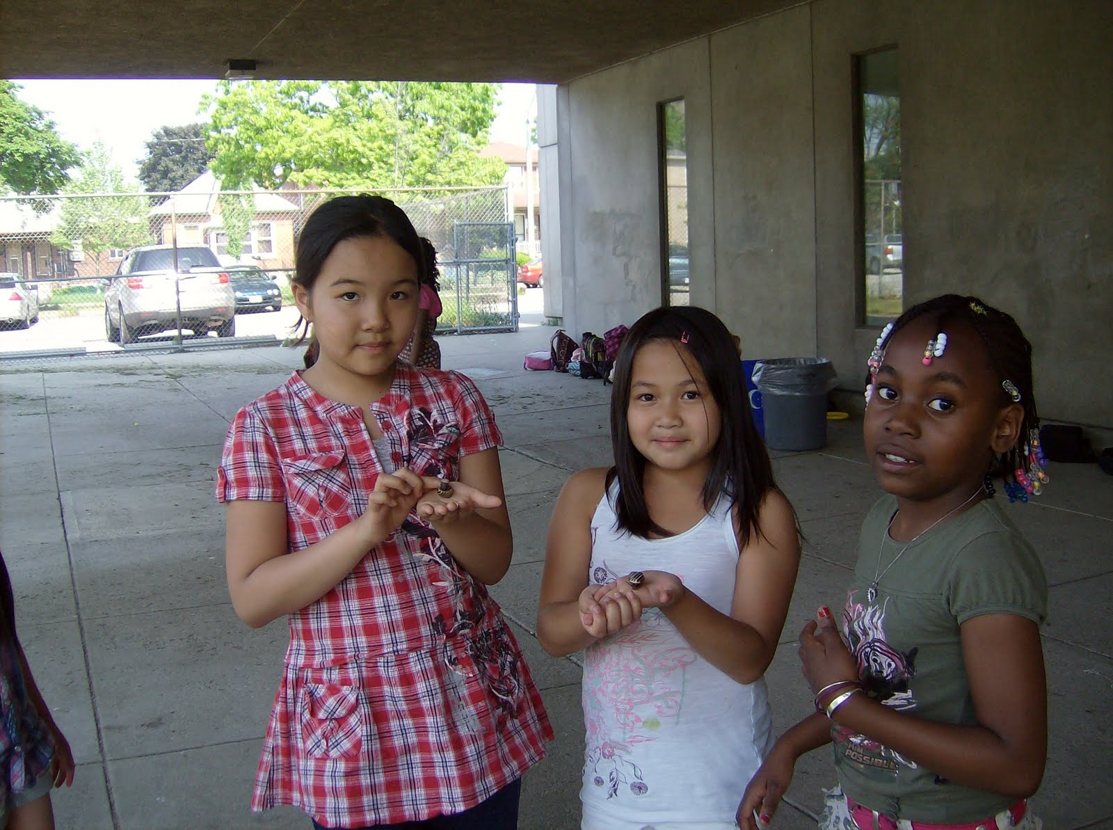 George Syme Community School Garden Club: Our Lettuce and Snails!