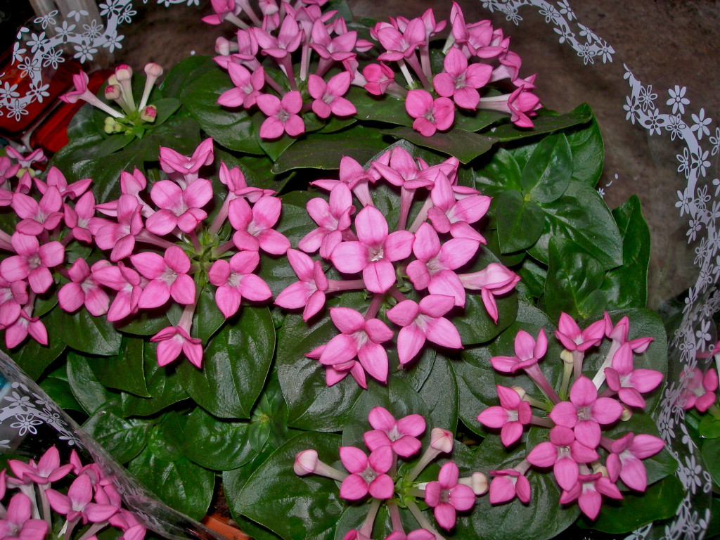 Viveros Vangarden: Linda Bouvardia