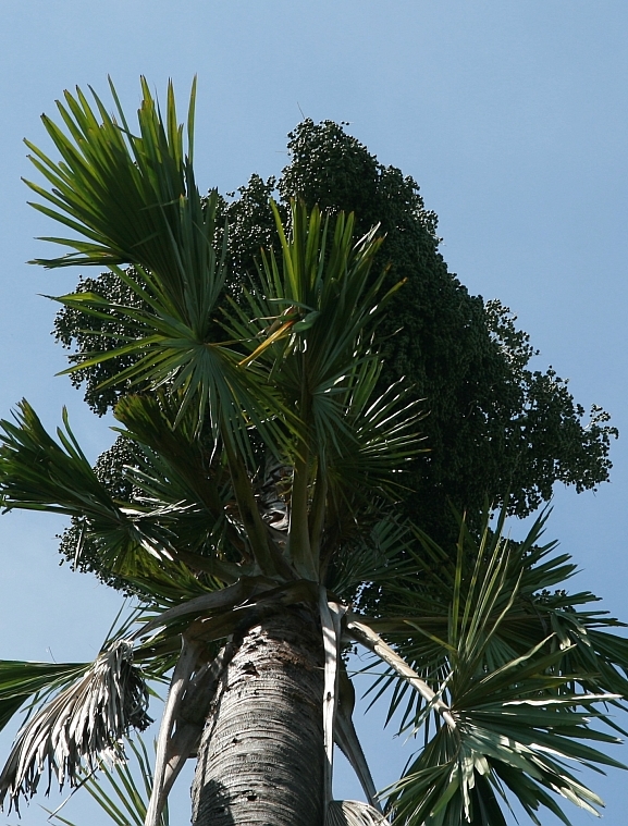 mybeautifulILOILO: BURIHAN Festival: A Period of Plenty, Peace and ...