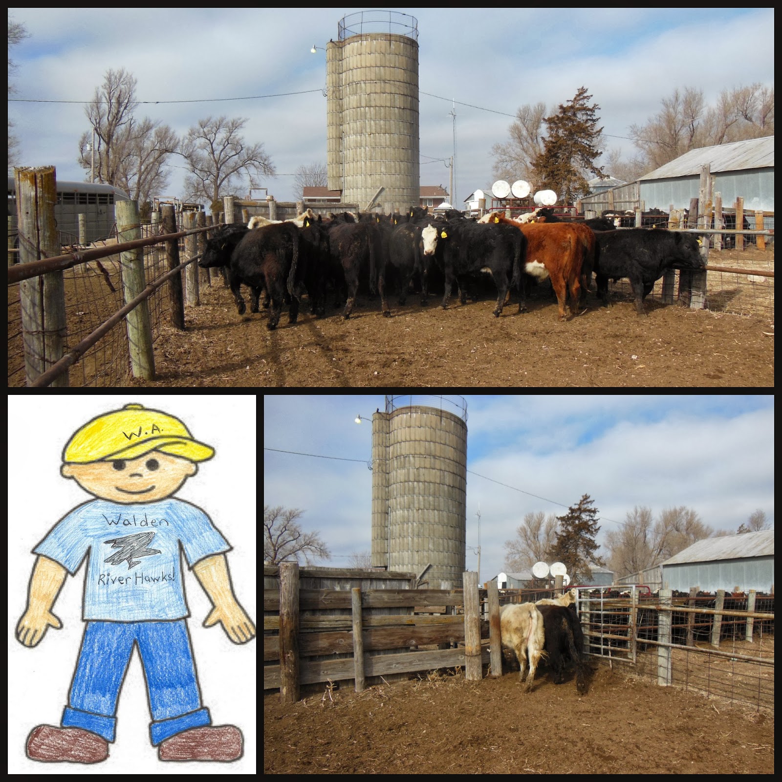 Kim's County Line: Aggie: The Cattle Wrangler