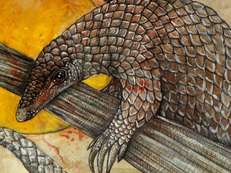 Latest Artwork: The Pangolin