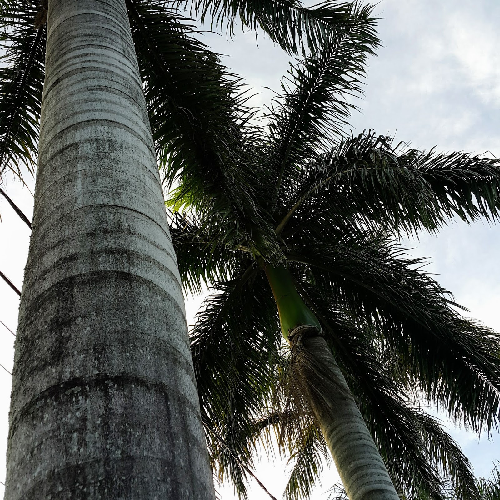"Verdade//aspas" : 👪 Arecaceae (Roystonea oleracea)