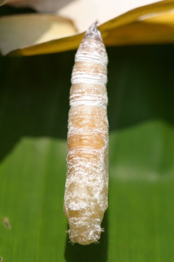 Ulat Pisang, Hama Perusak Daun Pisang Yang Kaya Manfaat - Jenis Pisang ...