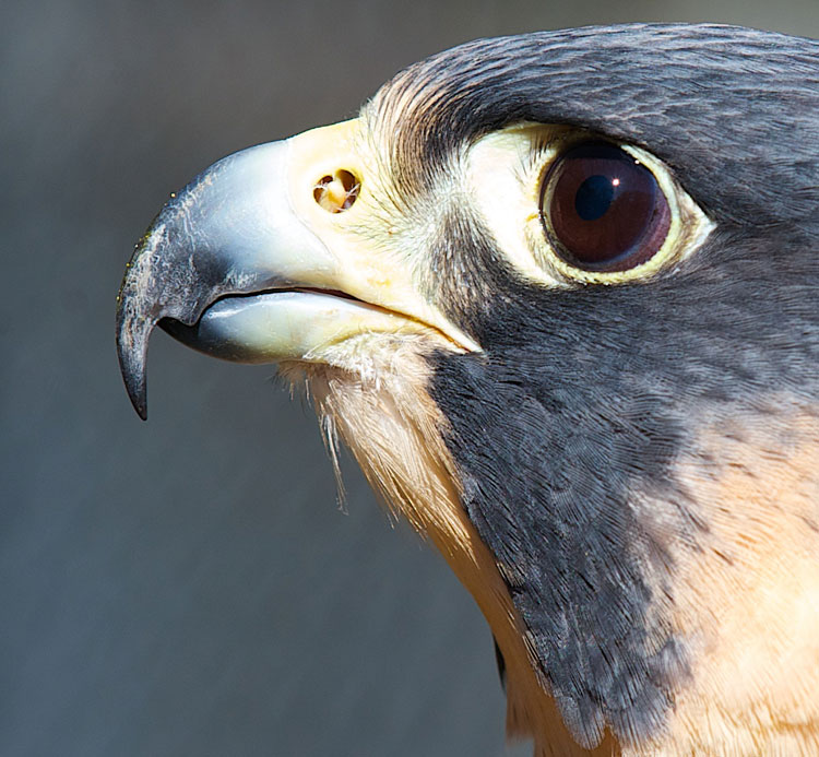 Red and the Peanut: The notch in a Peregrine Falcon's beak...