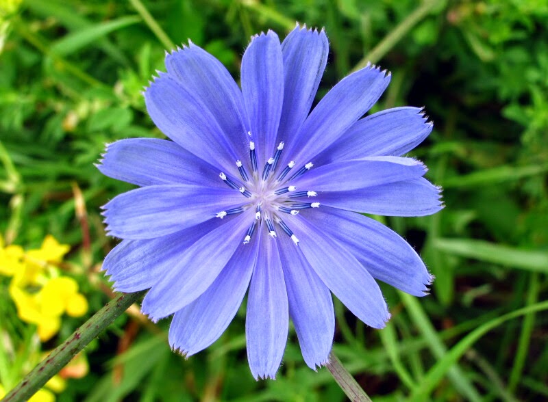 The Joyce Road Neighborhood: Wildflower - Chicory