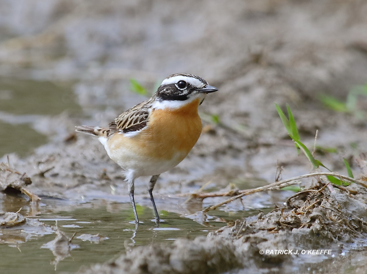 Raw Birds: WHINCHAT (Male) (Saxicola rubetra) Techniti Limni Agia, Agia ...