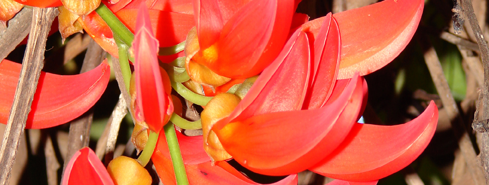 Flora and Fauna: Flora : Bunga Api