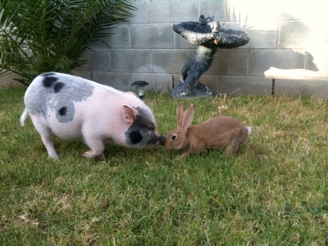 Mini Pigs: Que es un Mini Pig?...
